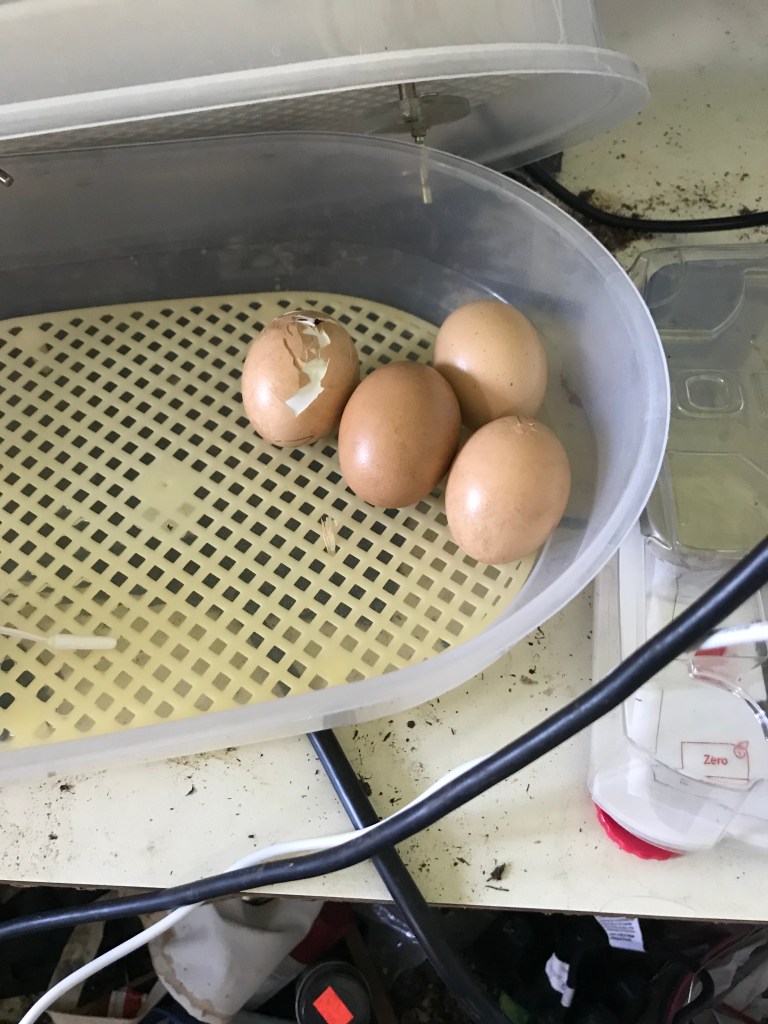 Bonus Chickens – Accidental Homesteader