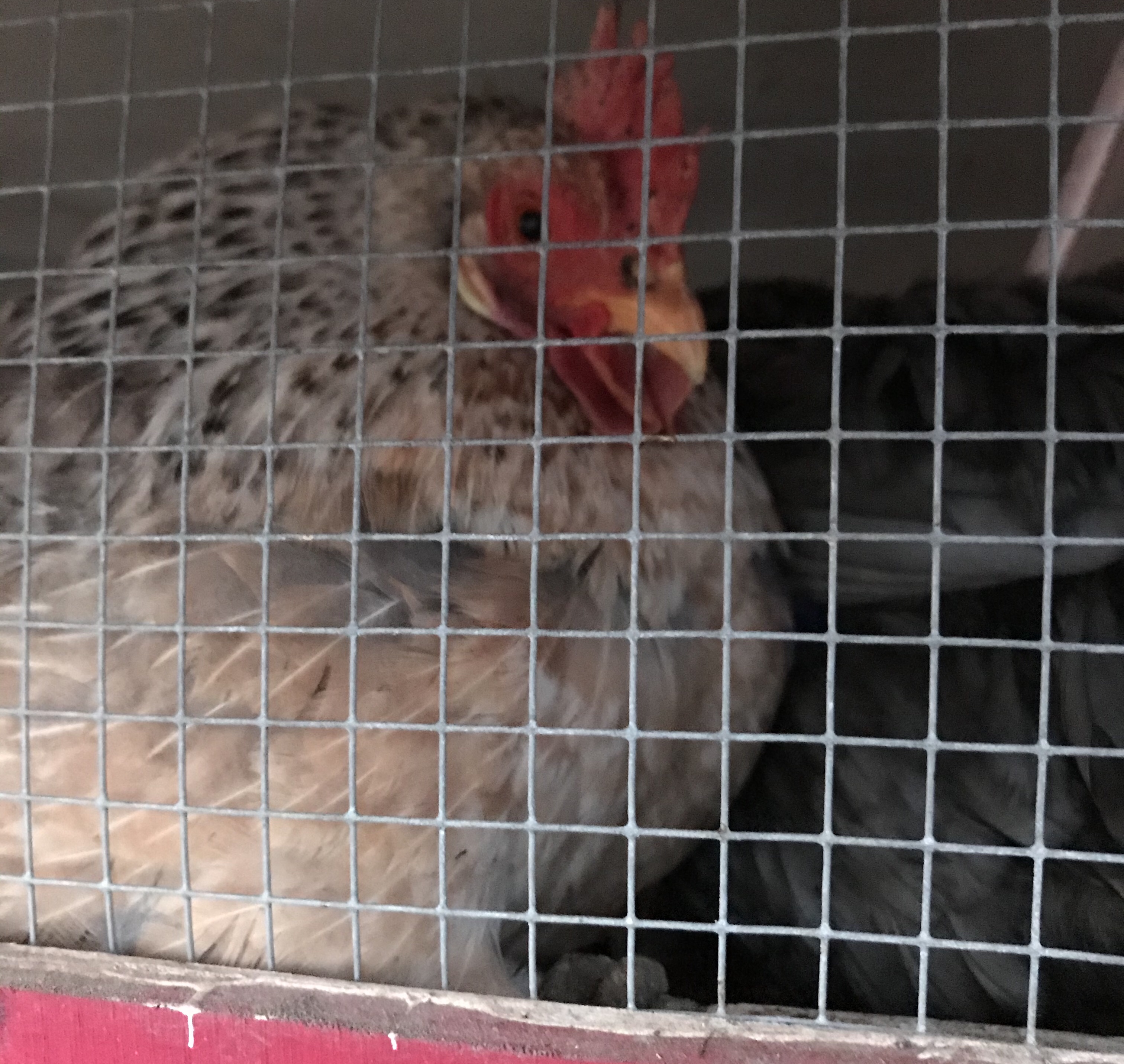 Who’s Who in the Henhouse? – Accidental Homesteader